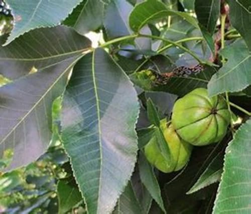 13 Different Types of Hickory Trees - Conserve Energy Future