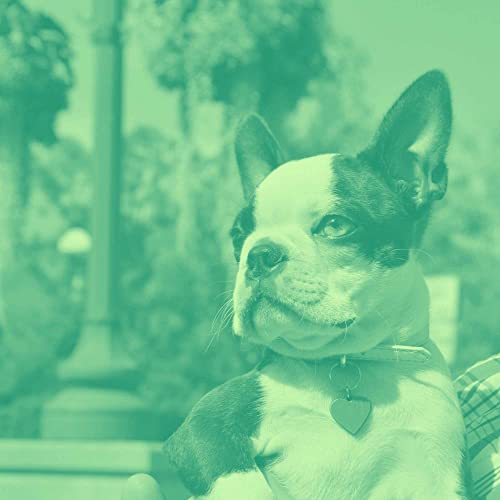 Play Mellow Background for Classy Pups by Agradable Musica Relajante ...