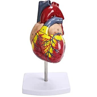 Amazon.com: Anatomical Heart Model, 1:1 Scale, Detachable Parts with 34 ...