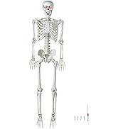 Amazon.com: AW 5.4 ft/165cm Poseable Halloween Full Body Life Size ...