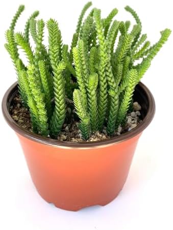 Amazon.com : Watch Chain Succulent Crassula Muscosa Live Potted ...
