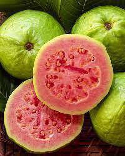 Guava(Model-Detwiler) plant : Amazon.in: Garden & Outdoors