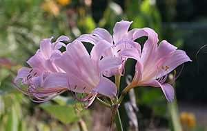Amazon.com : Surprise Lilies (Naked Ladies), Late Summer Blooming ...