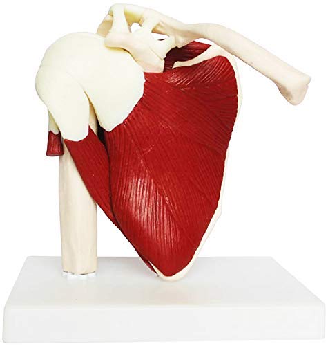 Buy Joint Muscle Shoulder Template - Anatomical Model of Joints - Shows ...