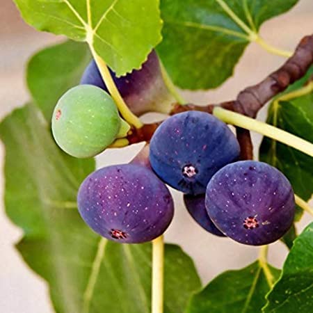 ShopCaart Anjeer/Fig/Dumur Live Healthy Plant, Pack of 1 : Amazon.in ...