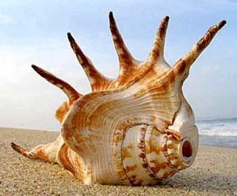 ANI DIVINE Right Hand Panchmukhi Blowing Shankh Five Faced Shankh For ...