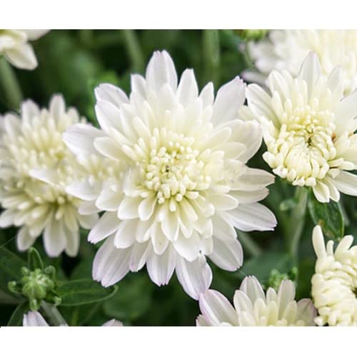 Growleaf Nursary White Chandramallika/Chrysanthemum Flower Live Plant ...