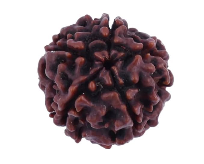 Buy Panchmukhi Rudraksha Original (Lab Certified) Pure Five Face ...