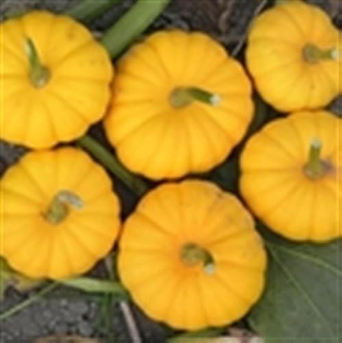 Heritage Heirloom Pumpkin Miniature Jack BE Little 10 Organic Seeds ...