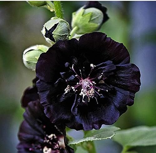 Amazon.com : Black Marshmallow Plant Althaea Officinalis Malvaceae ...