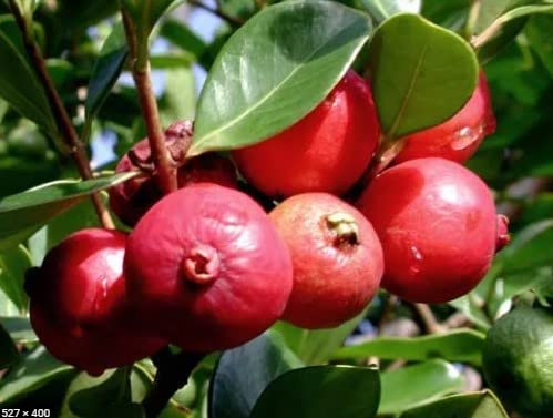 Hybrid Red Guava Amrud Amrood Grafted Plant Plants Tree : Amazon.in ...