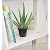 4 Pic Aloe Vera Live Plant/Harbal Aloevera Plant For Home Garden, Pack ...