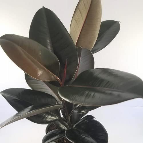 Growing Plants Live Black Rubber Tree Ficus Elastica Plant For Home ...