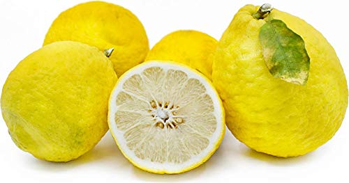 Creative Farmer Live Fruit Plant Wild Lemon Rare Huge Fruits Garden ...