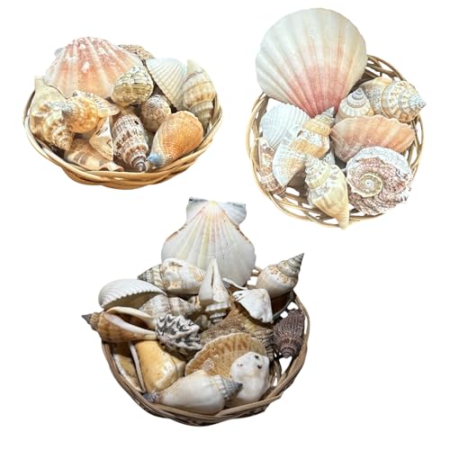 10 Charming Coastal Cottage Decor Ideas for a Beachy Retreat - HouzEdit