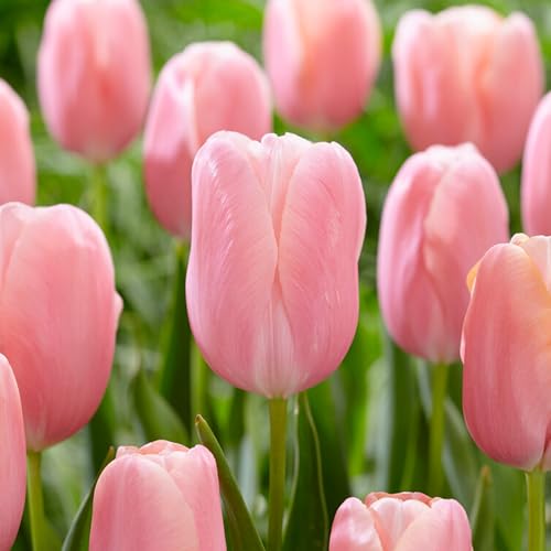 Best Fall Bulbs for Shade: Easy Fall Planting for Doli, Dappled Sun ...