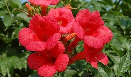 EverSneh Red Tecoma Tikoma Trumpet Vine Bignonia Esperanza Trumpet Vine ...
