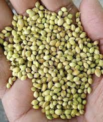 Kaveri Krishi Coriander Seed Pack of 50 Green Dhaniya Seed : Amazon.in ...