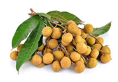 Amazon.com: Fresh From Florida Longan - 4 LB Box : Grocery & Gourmet Food