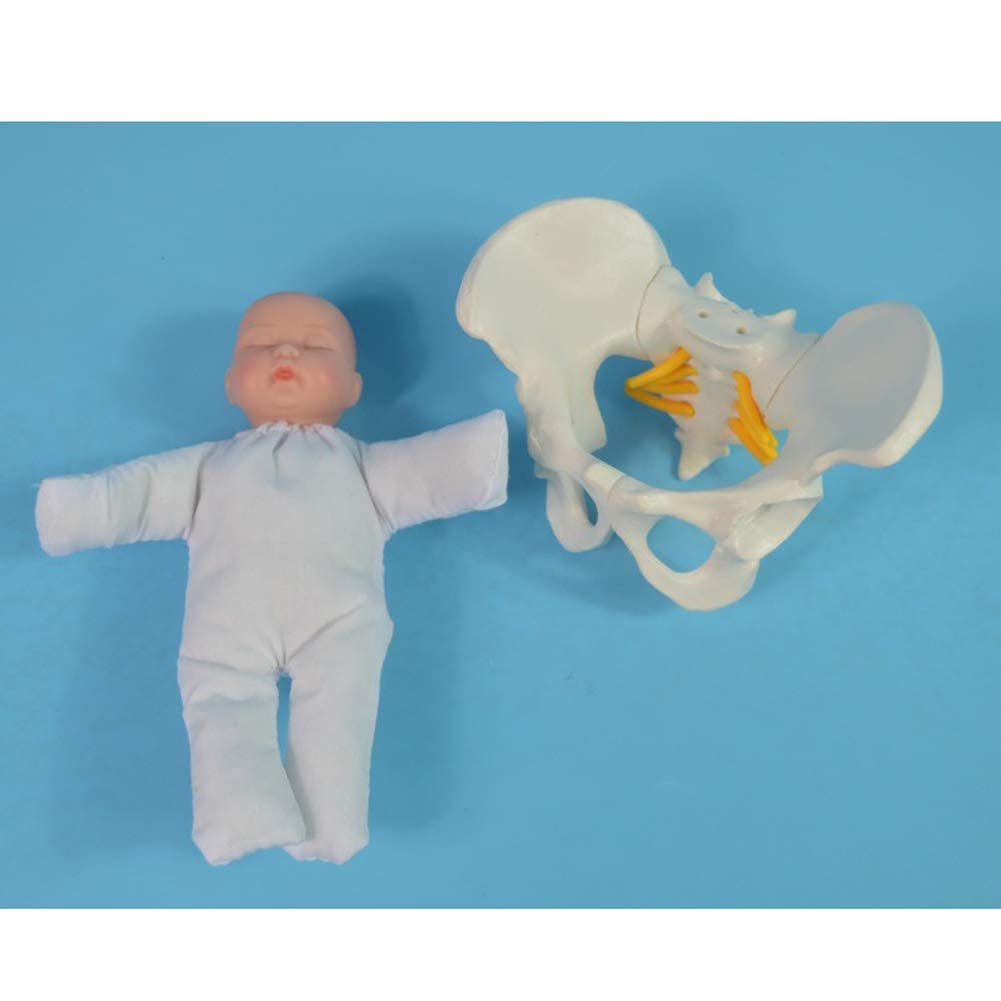 Buy ZKZK Standard Birth Simulator with Baby Pelvis Models, Female ...