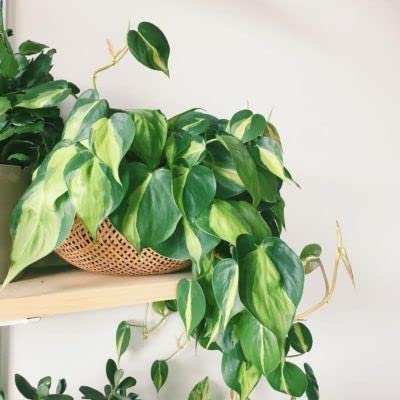 Gachwala Brasil money Plant (Philodendron brasil), Pothos Plant ...