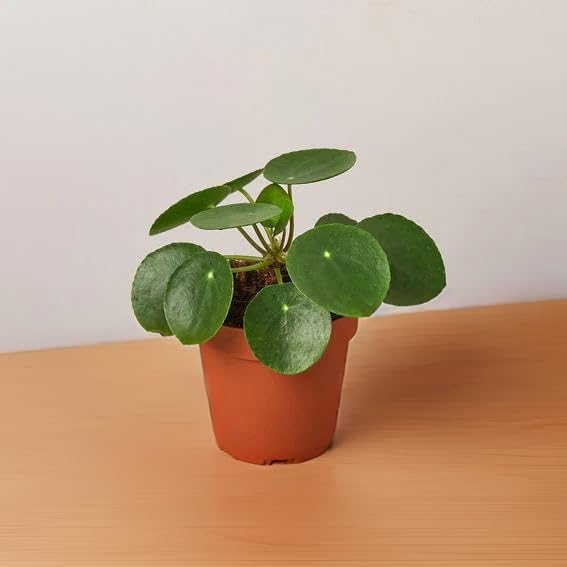 Amazon.com : EZ Growing Plants Pilea Peperomioides 'Chinese Money' - Live Indoor Houseplants ...