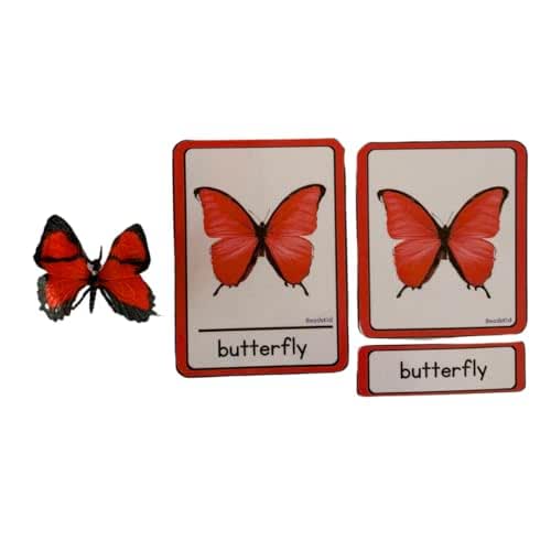 Amazon.com: Montessori Insects-3-Part Cards-Three Part Cards-Montessori ...