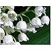 Amazon.com : 10 Live Pips of Lily of The Valley - Blooms Each May ...