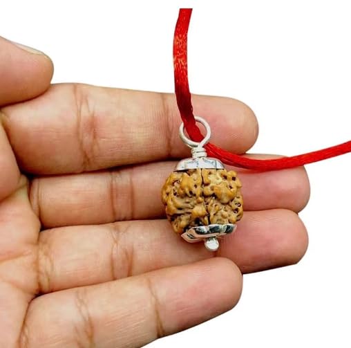 NEXG Natural 2 Face Rudraksha Original Certified Auspicious 2 Mukhi ...