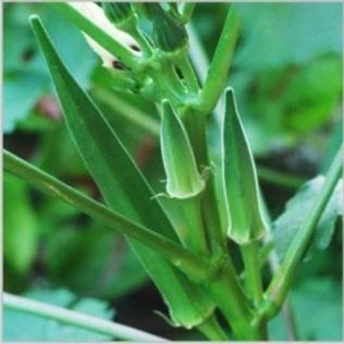 BHENDI Plants (Pack of 100) : Amazon.in: Garden & Outdoors