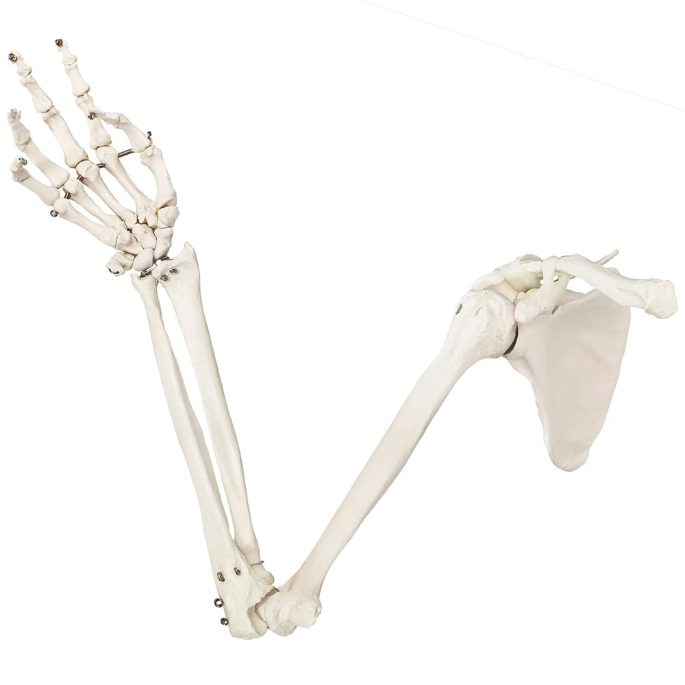 Arm Region Skeletal Bone