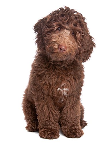 Journal: Labradoodle: Publications, Dreamflight: 9781973436492: Amazon ...