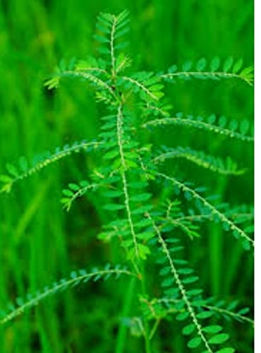 NATURE WORLD PREMIUM BHIMI AMLA PHYLLANTHUSNIRURI SHATTER STONE KIDNEY ...