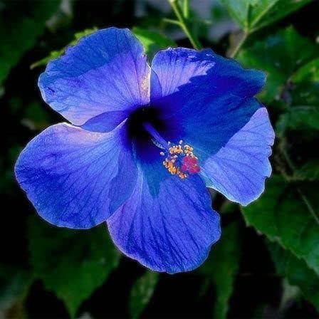 ShopCaart Blue Hibiscus Flower,Nil Jaba Flower Rosemallow Gudhal Flower ...