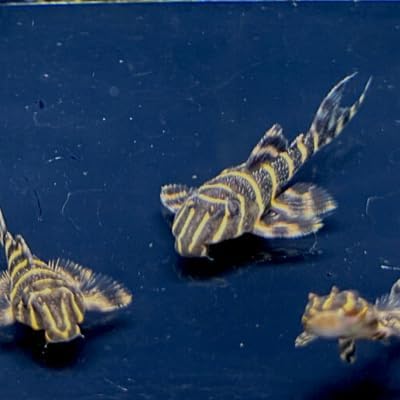 Amazon.com: Flash Emperor Pleco L204 1.0-1.5" Live Fish for Aquarium ...