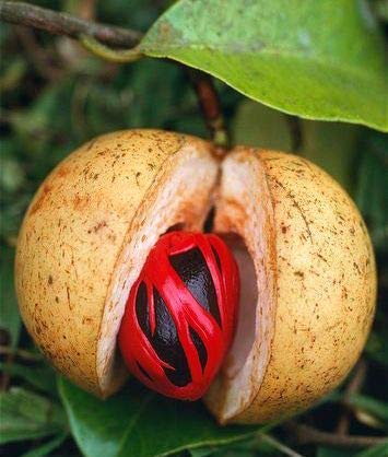Nutmeg/Jaiphal/Jaifal Spice (Grafted) Fruit Plant : Amazon.in: Garden ...