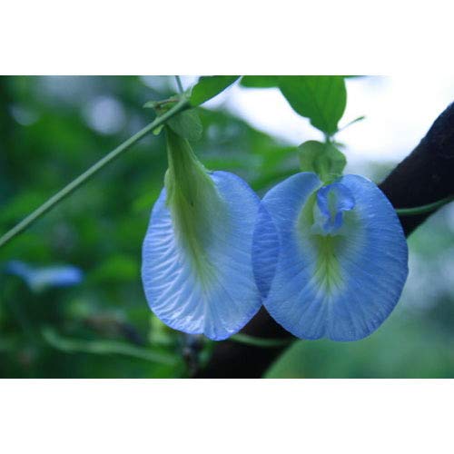 Plants Point Beautiful Shankhpushpi Live Plant with Pot : Amazon.in ...