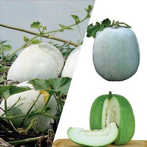 Creative Farmer Vegetable Seeds Pethakaddu Seeds - Ashgourd Seeds Leaf ...