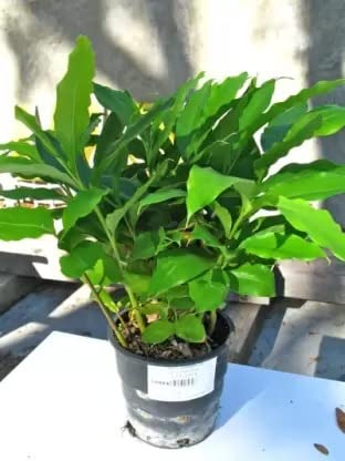 Cloud Farm Live Green Cardamom/Choti Elaichi Spice Plants For Home ...