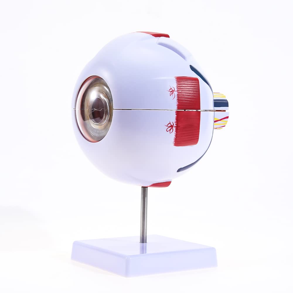 Snapklik.com : Human Eye Anatomical Model, 6X Enlarged Anatomically ...