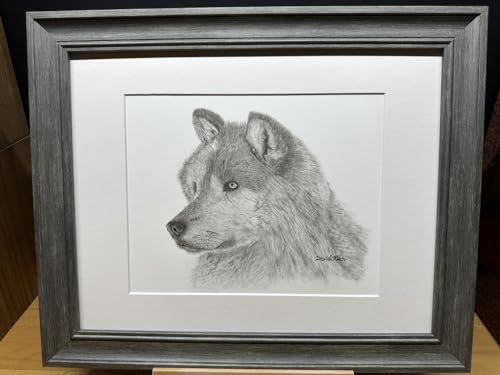 Amazon.com: Gray Wolf Nature Wildlife Graphite Pencil Art Sketch ...