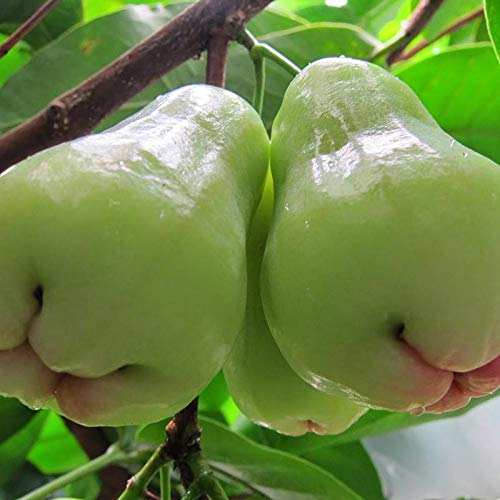 Mphmi Plant Water Apple plant Hybrid White- Fruit Plants & Tree plants ...