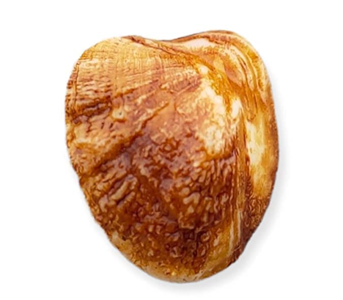 Fikup Machh Mani Sea Stone - Meen Mukta (Fish Stone) For Reducing And ...