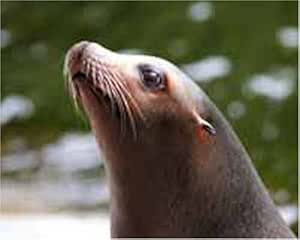 La Foca Close Up – Póster por Jennifer Moseley – 8 Pulgadas x 10 ...