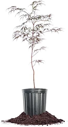 Amazon.com : Perfect Plants Tamukeyama Japanese Maple 2-3ft Tall ...