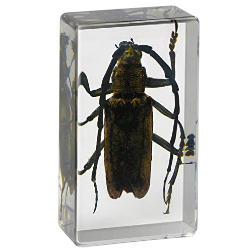 Resin Specimen, Insect Specimen Set, Real Insect Specimen, - Want It All
