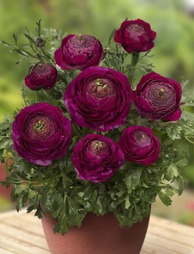 RADHA KRISHNA AGRICULTURE® Ranunculus Flower Bulb | dark purple Variety ...