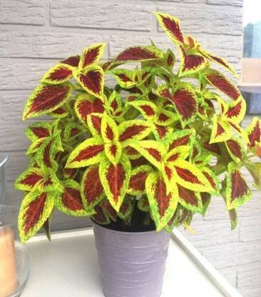 Zomoloco_Coleus Plant-Coleus Plant (Pack of 1) : Amazon.in: Garden ...
