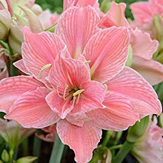 SJ STOCKS Exotic Amaryllis 6 Unique Varieties Mixed Bulbs. : Amazon.in ...
