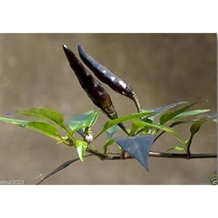 Amazon.com : Vietnamese Devil pepper - Small,Black (25 Seeds) Super Hot ...